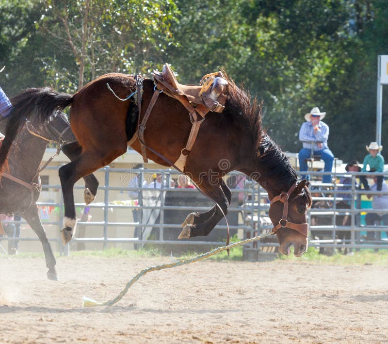 Rodeo an extreme sport stock image. Image of hurt, leather - 172408913