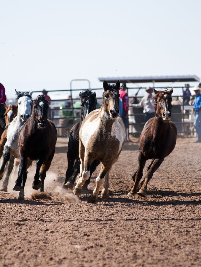 Rodeo horses stock photo. Image of bronco, dangerous - 13304020