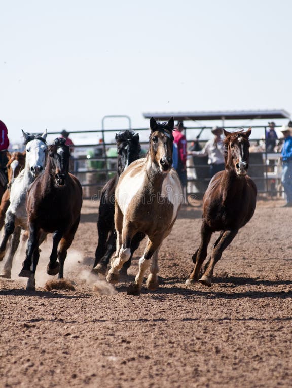 Rodeo horses stock photo. Image of bronco, dangerous - 13304020