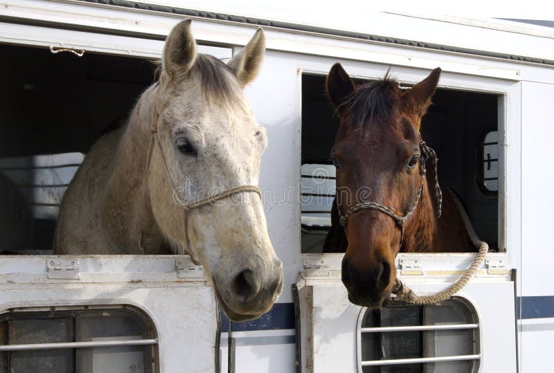 Horses Running Loose at Rodeo Stock Photo - Image of western, running ...