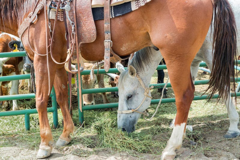 Rodeo Horses Running stock photo. Image of legs, hoofs - 43982774