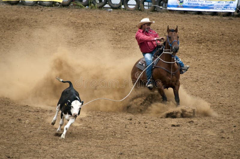 Becerro De Lassoing a Del Vaquero En La Competencia Roping Del Rodeo ...