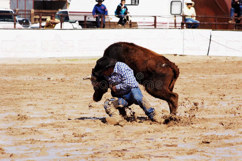 Rodeo - Cowboy Falling Off a Bull Editorial Photography - Image of ...