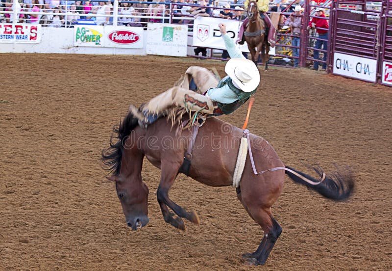 Rodeo scene. editorial photo. Image of caught, equine - 10659696