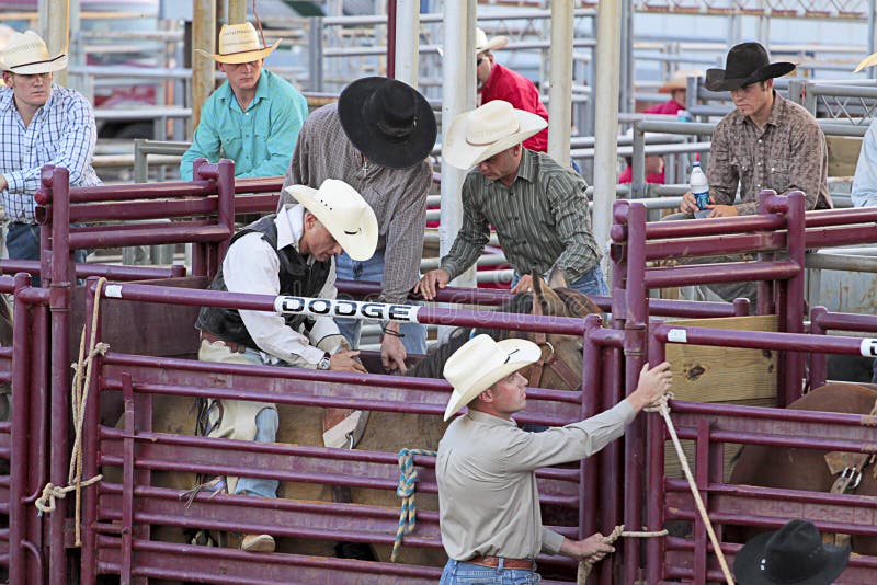 Rodeo scene. editorial photo. Image of denton, cattle - 10659761