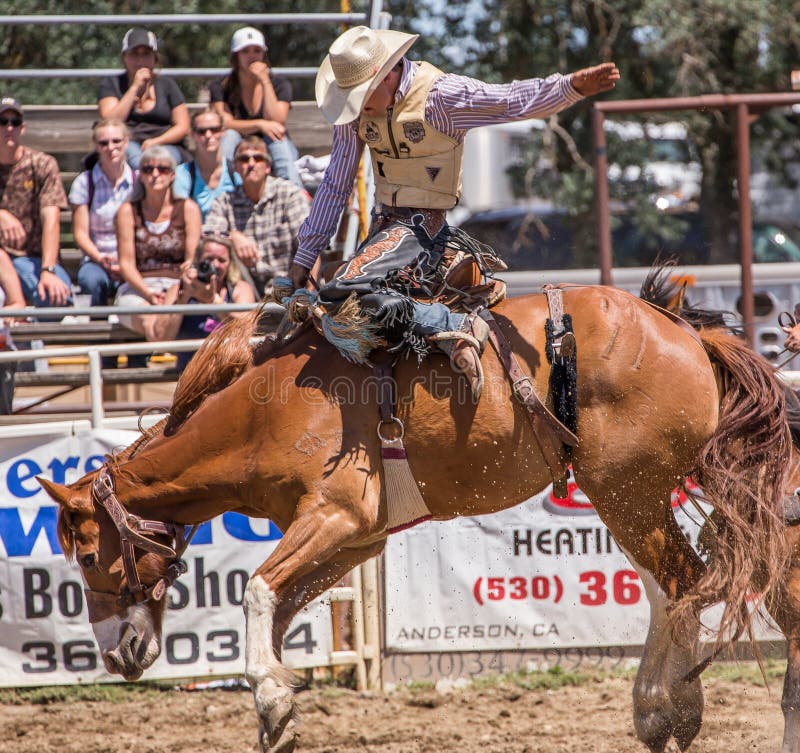 Rodeo-Cowboys zu Pferd redaktionelles foto. Bild von zuschauer - 85718711