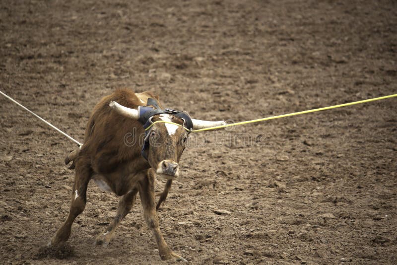 Team Roping stock image. Image of action, mammal, header - 30129811