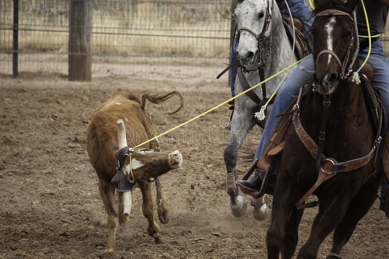 1,246 Team Roping Stock Photos - Free & Royalty-Free Stock Photos from ...