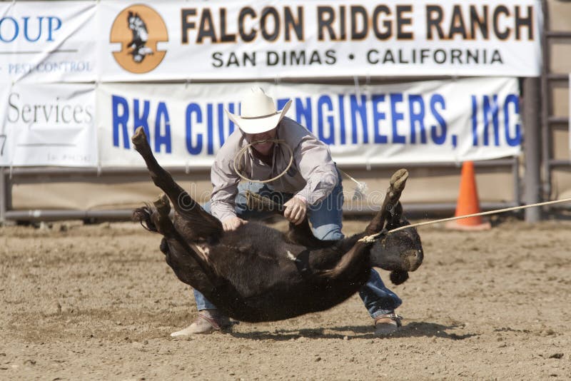 Rodeo Tie Down Roping editorial photography. Image of western - 16324552