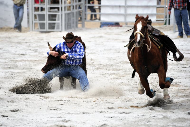 Rodeo - Cowboy Falling Off a Bull Editorial Photography - Image of ...