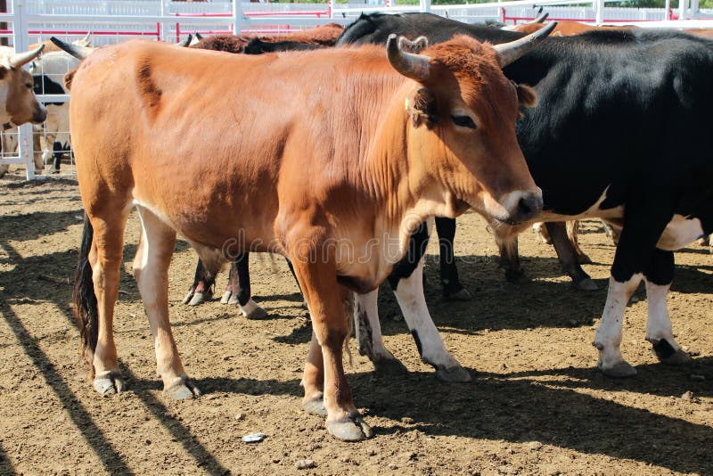 Rodeo Stier stock foto. Image of rodeo, arena, koraal - 35634616