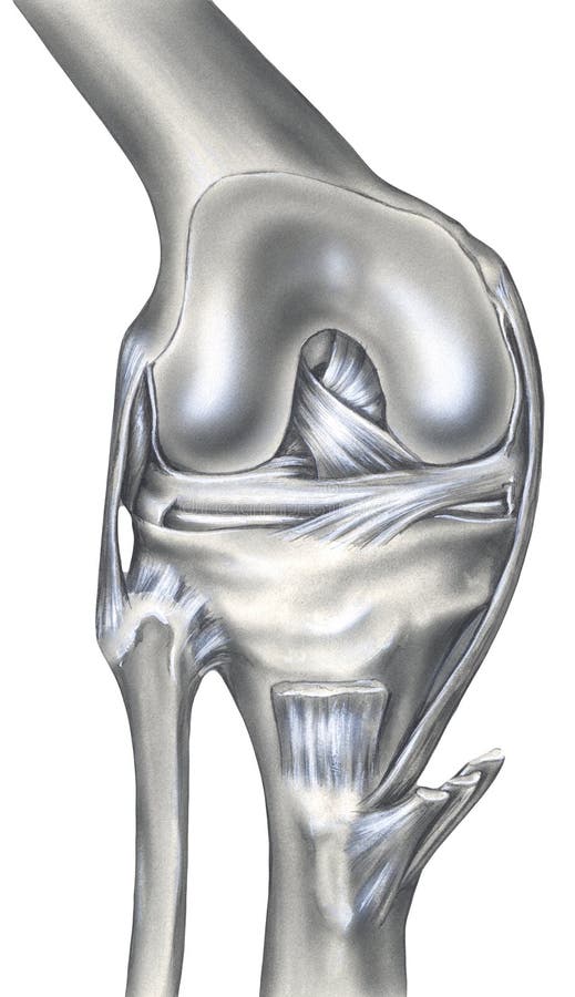 Rodilla - Huesos, Ligamentos Y Músculos Stock de ilustración ...