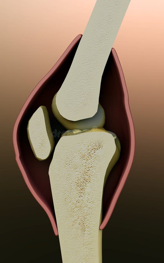 Estructura De La Rodilla Humana Stock de ilustración - Ilustración de ...