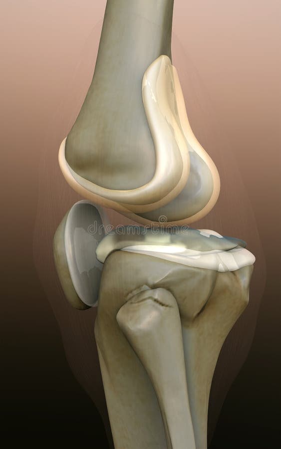 Estructura De La Rodilla Humana Stock de ilustración - Ilustración de ...