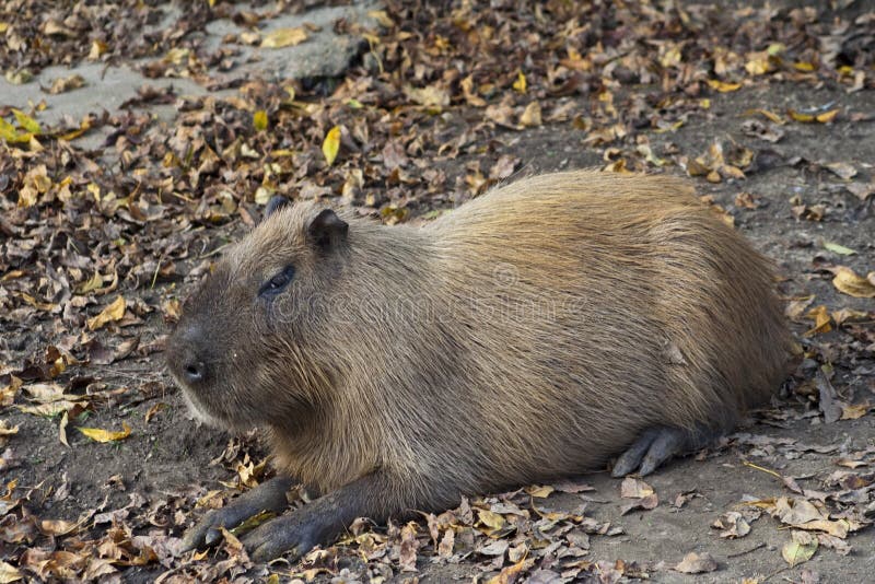 Grande Roditore Di Capybara Immagine Stock - Immagine di roditore ...