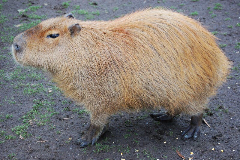 Grande Roditore Di Capybara Fotografia Stock - Immagine di carino ...