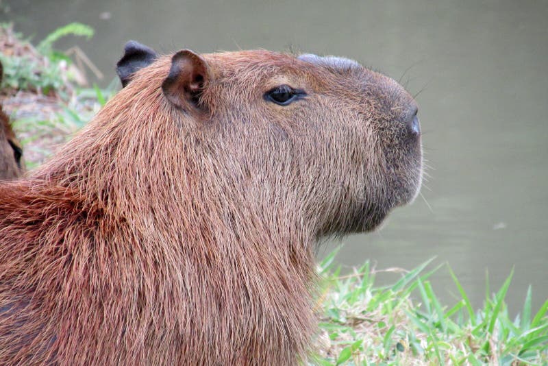 Roditore di capybara fotografia stock. Immagine di greggi - 35261688