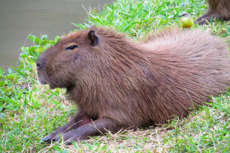 Roditore Selvaggio Di Capybara Immagine Stock - Immagine di pets ...