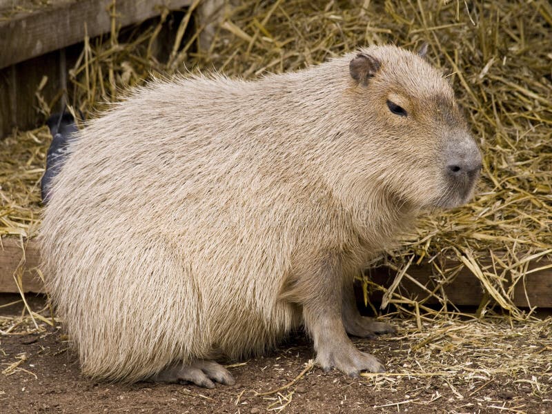 Roditore Sveglio Del Capybara Fotografia Stock - Immagine di colombia ...