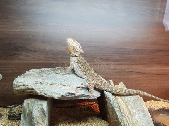 Rodney the Dragon stock photo. Image of dragon, lizard - 115954808