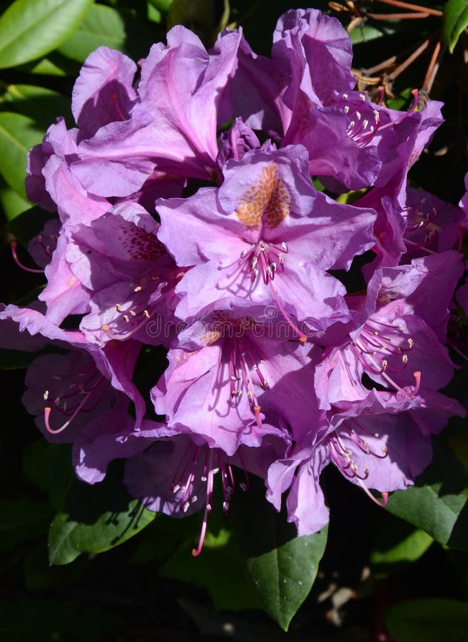 Rododendro foto de archivo. Imagen de flor, arbusto, rododendro - 94058092