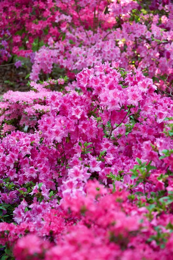 Rododendro Rosado En Primavera Imagen de archivo - Imagen de verde ...