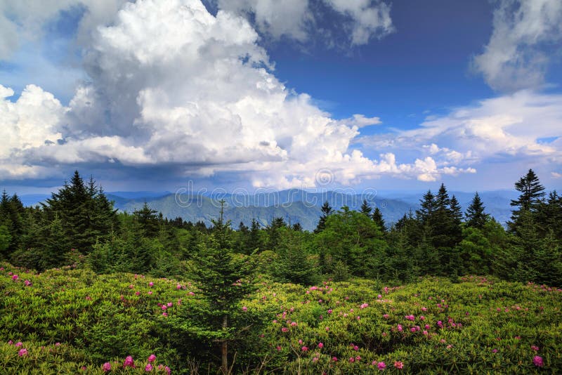 Rododendrontuin Roan Mountain State Park TN Stock Afbeelding - Image of ...