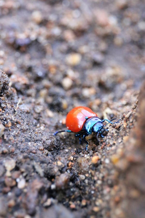 Rodolia Rufopilosa a Red Ladybug Stock Photo - Image of leaf, ladybugn ...