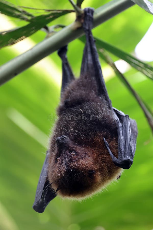 The Rodrigues Flying Fox or Rodrigues Fruit Bat Stock Image - Image of ...