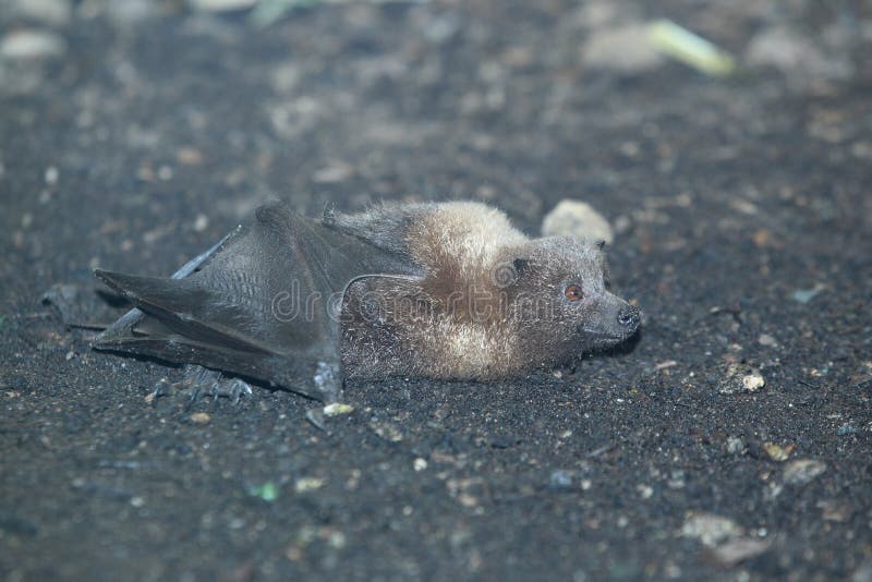 Rodrigues Flying Fox or Rodrigues Fruit Bat - Pteropus Rodricensis ...