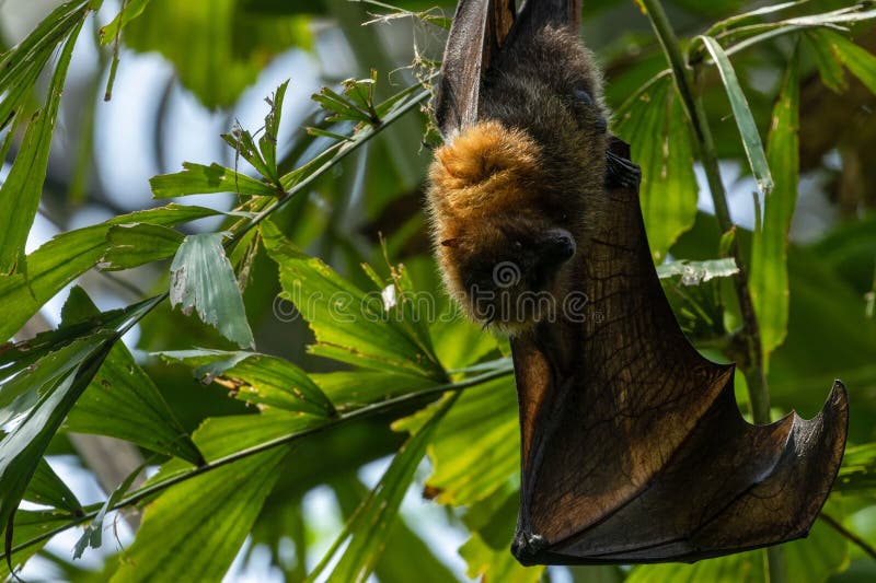 Rodrigues Fruit Bat (Pteropus Rodricensis) Hanging from a Branch Stock ...