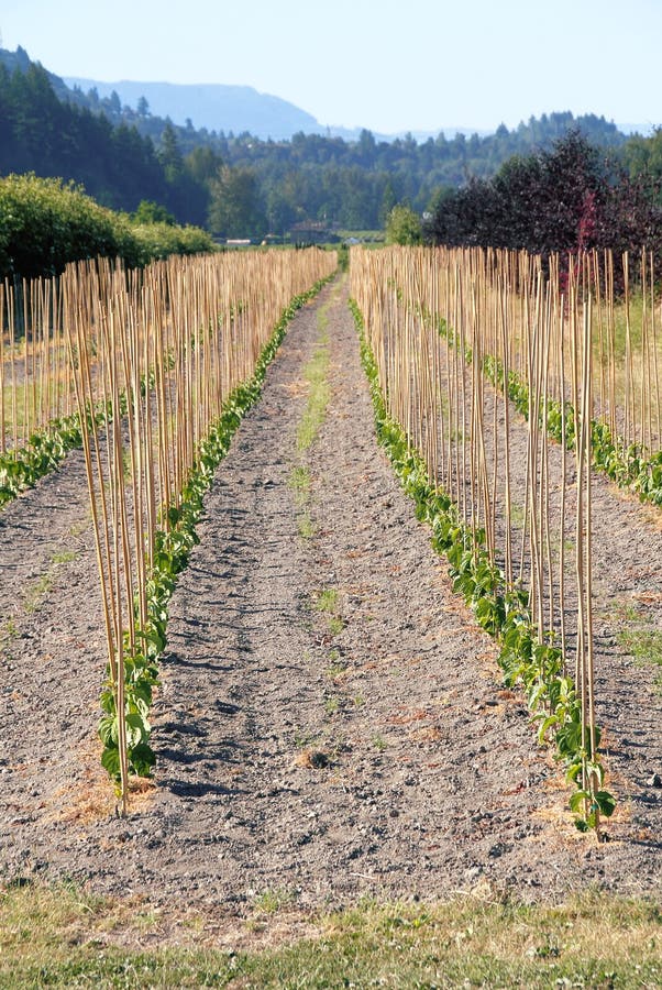 Rods to Support Plants stock photo. Image of soil, rows - 55120330