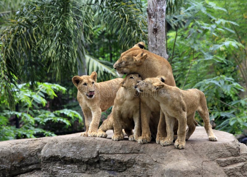 Rodzina lwy obraz stock. Obraz złożonej z ssak, balijski - 29483601