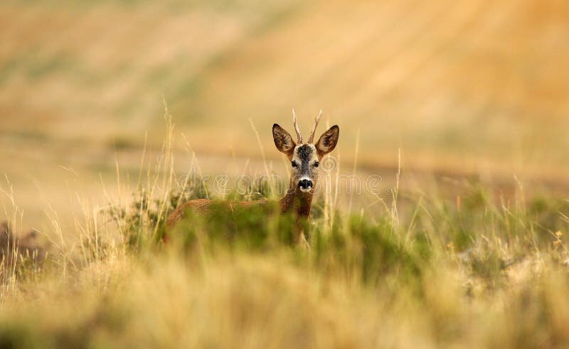 Roe abounds stock photo. Image of raptors, biology, birds - 59092888