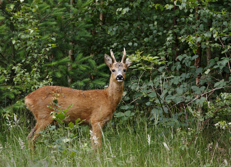 Roe Buck stock image. Image of park, animal, season, eastern - 20413885
