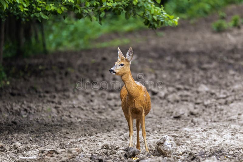 Roe Buck by the Edge of the Forest Stock Image - Image of fauna ...
