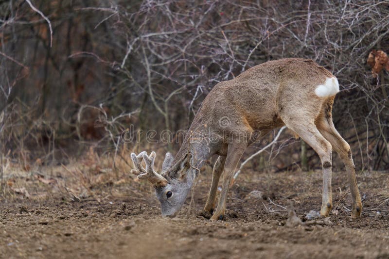 Roe Buck at the Feeding Spot in the Forest Stock Image - Image of ...