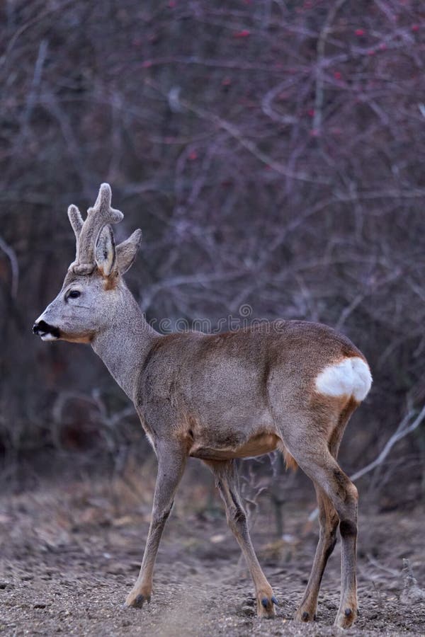 Roe Buck at the Feeding Spot in the Forest Stock Image - Image of ...