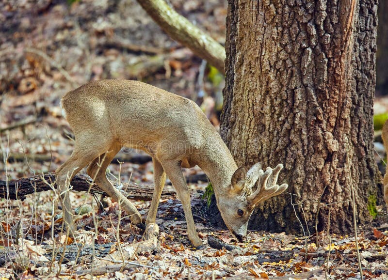 Roe Buck in the Forest at Springtime Stock Photo - Image of animal ...