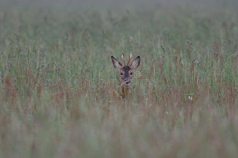 Roe Buck Look Out of the High Grass Stock Image - Image of deer, brown ...