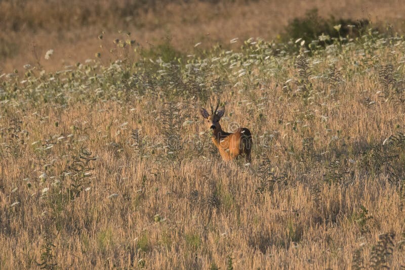 Roe buck in Romania stock photo. Image of buck, deer - 142260586