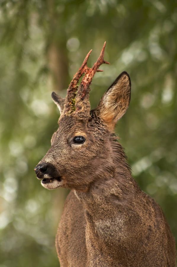Roe buck stock photo. Image of head, roes, bucks, rubbed - 35717372