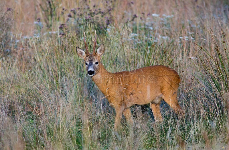Roe buck a summer evening stock photo. Image of nature - 47699802