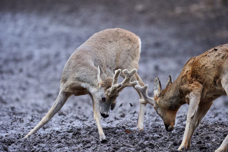 147 Two Bucks Fighting Stock Photos - Free & Royalty-Free Stock Photos ...
