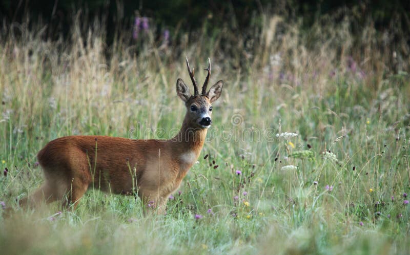 Winking deer stock image. Image of estonia, close, grass - 133923493
