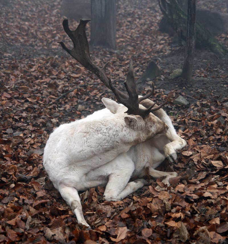 White roe deer stock photo. Image of tree, single, mammal - 12113452