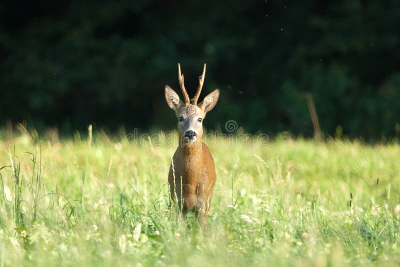 Roe deer stock image. Image of capreolinae, cervidae - 15581261