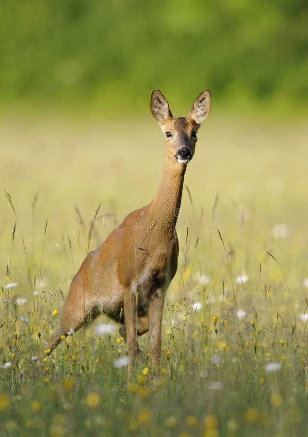 Adorable little roe deer stock photo. Image of hairy - 97072382
