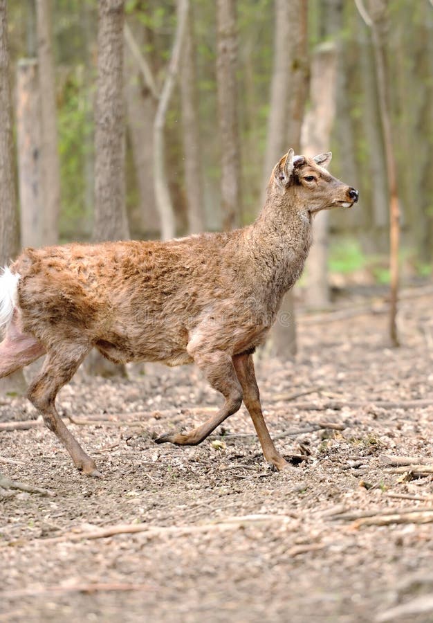 Roe deer stock image. Image of look, stag, season, estrus - 24673471