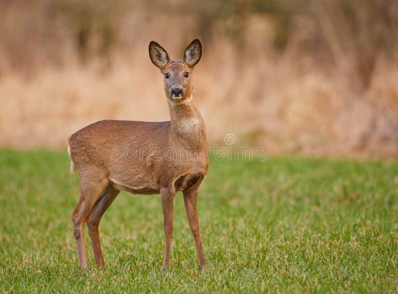 Roe deer stock photo. Image of meadow, velvet, bock, cress - 26243122